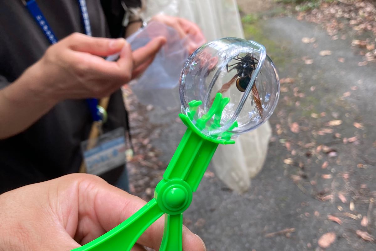 虫屋必携の新アイテム「バグキャッチャー」これは便利！ | 佐用町昆虫館オフィシャルブログ