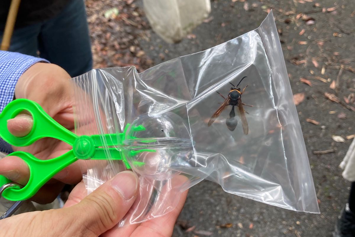 虫屋必携の新アイテム「バグキャッチャー」これは便利！ | 佐用町昆虫館オフィシャルブログ