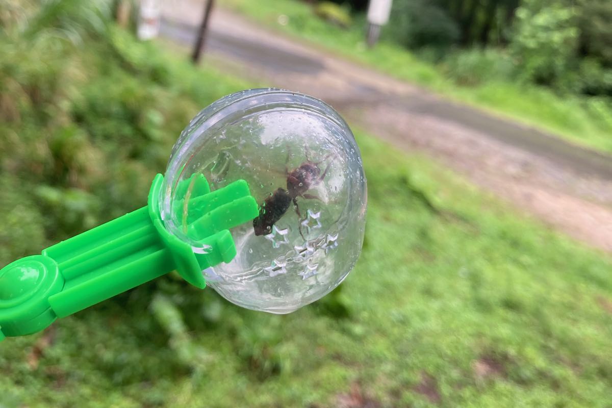 虫屋必携の新アイテム「バグキャッチャー」これは便利！ | 佐用町昆虫館オフィシャルブログ